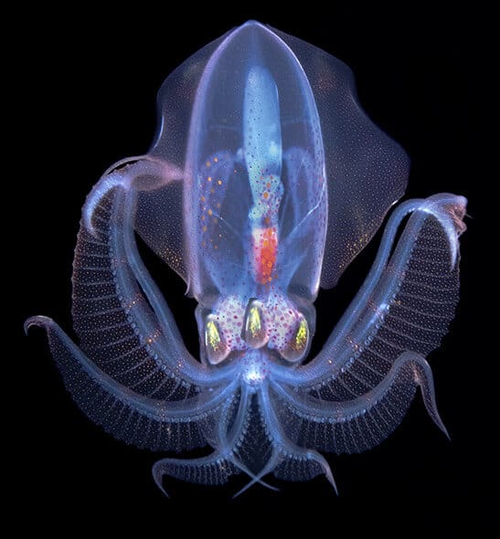 Qoird | Obsidian Fleet